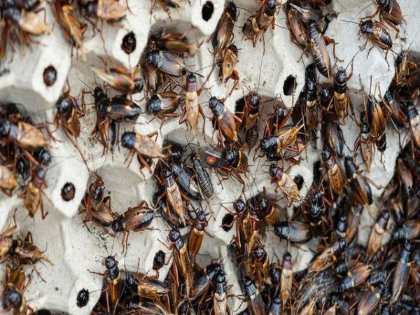 Cricket Farm Dalat